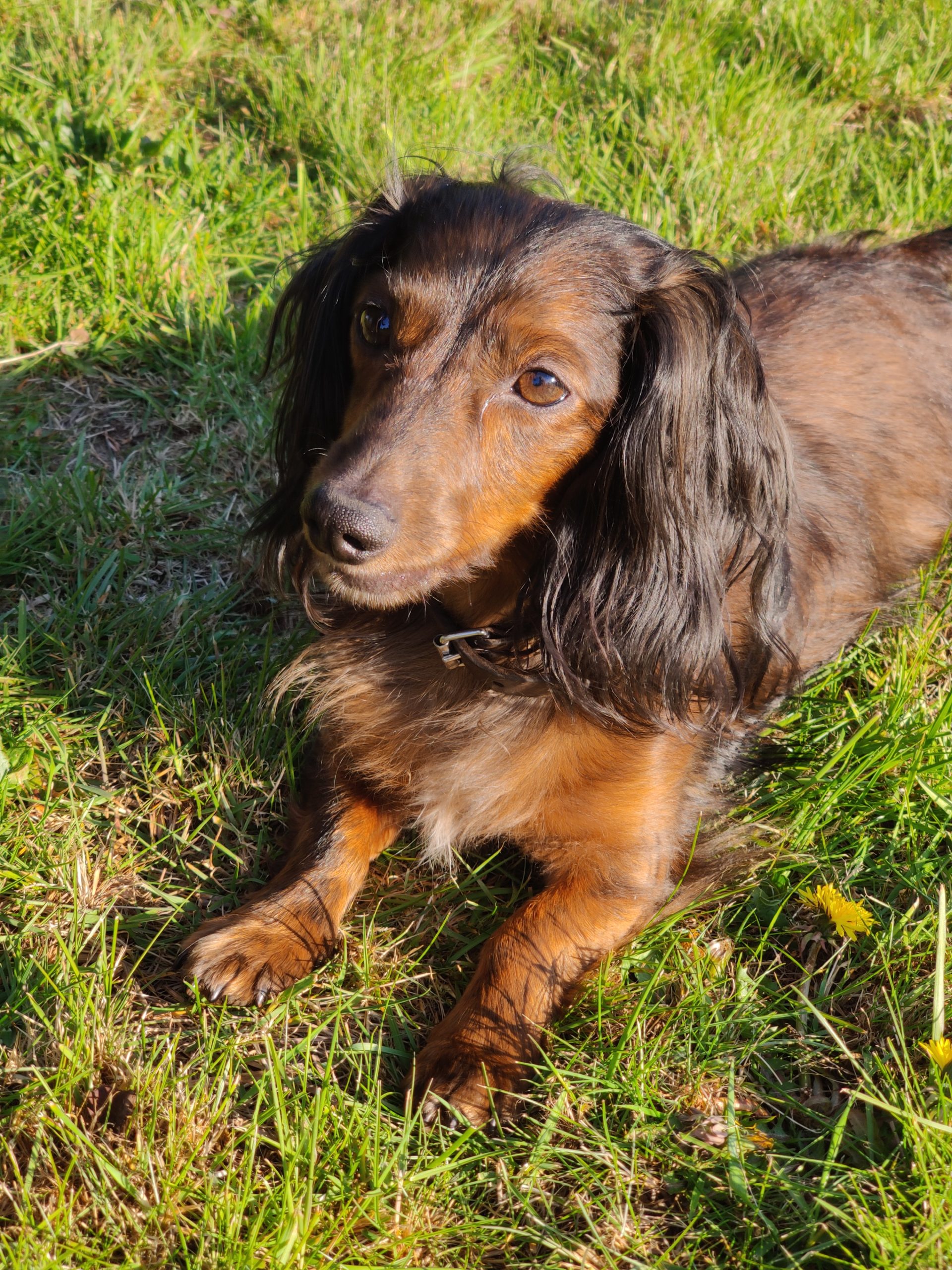 Juul - Vzw Helping Dogs