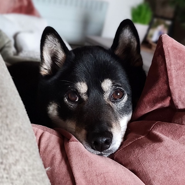 Raico - Vzw Helping Dogs