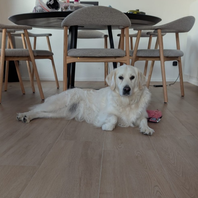 Coco - Vzw Helping Dogs